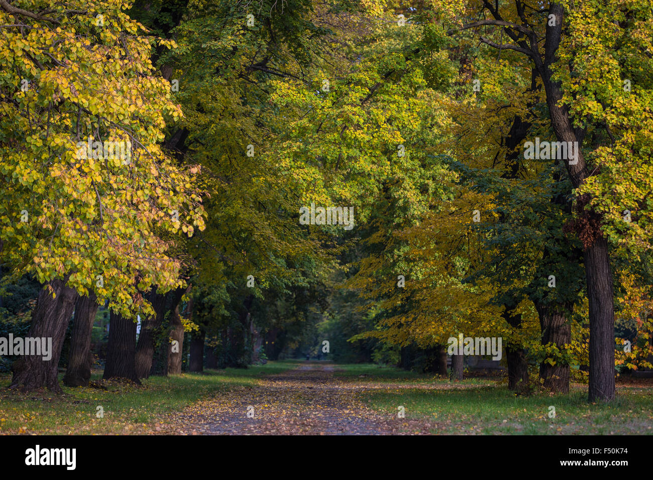 Forest path under beautiful trees during autumn Stock Photo - Alamy