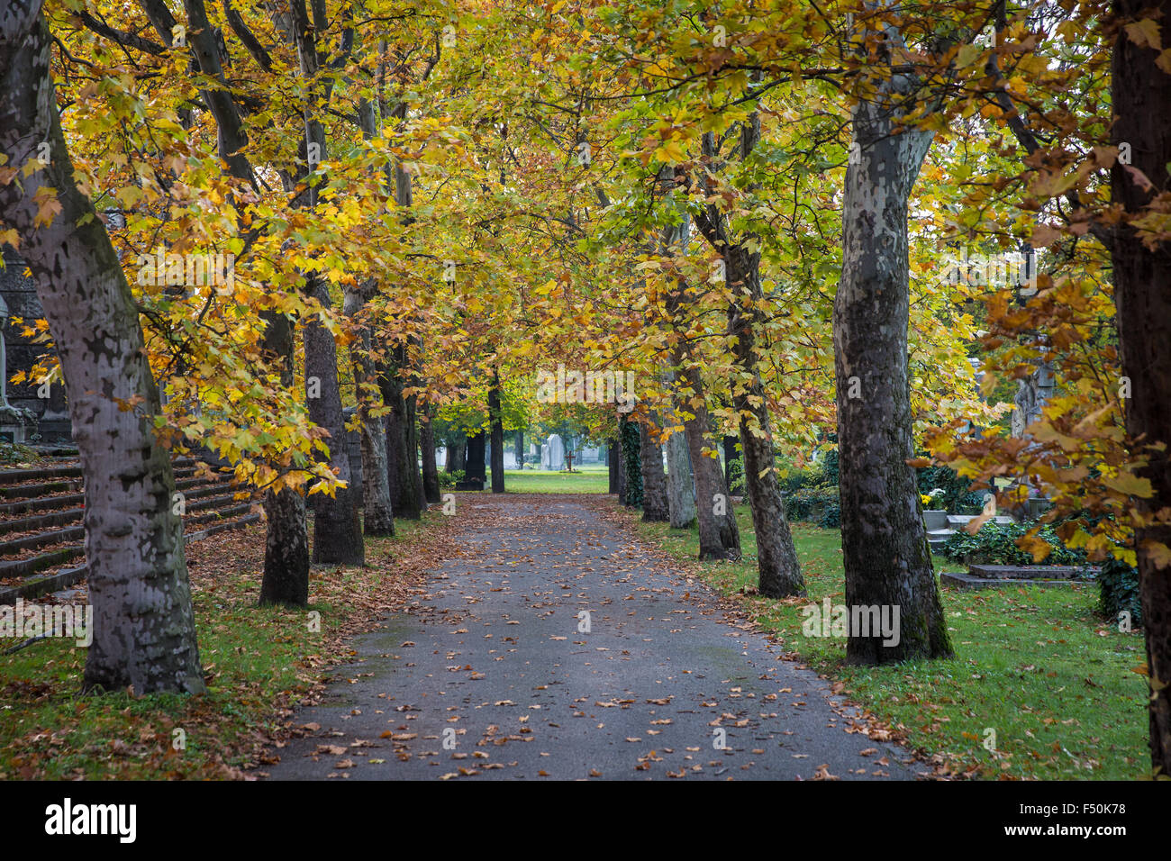 Forest path under beautiful trees during autumn Stock Photo - Alamy