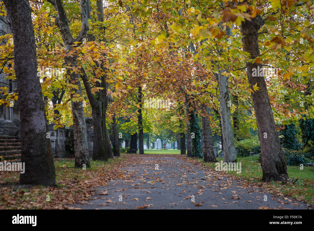 Forest path under beautiful trees during autumn Stock Photo - Alamy