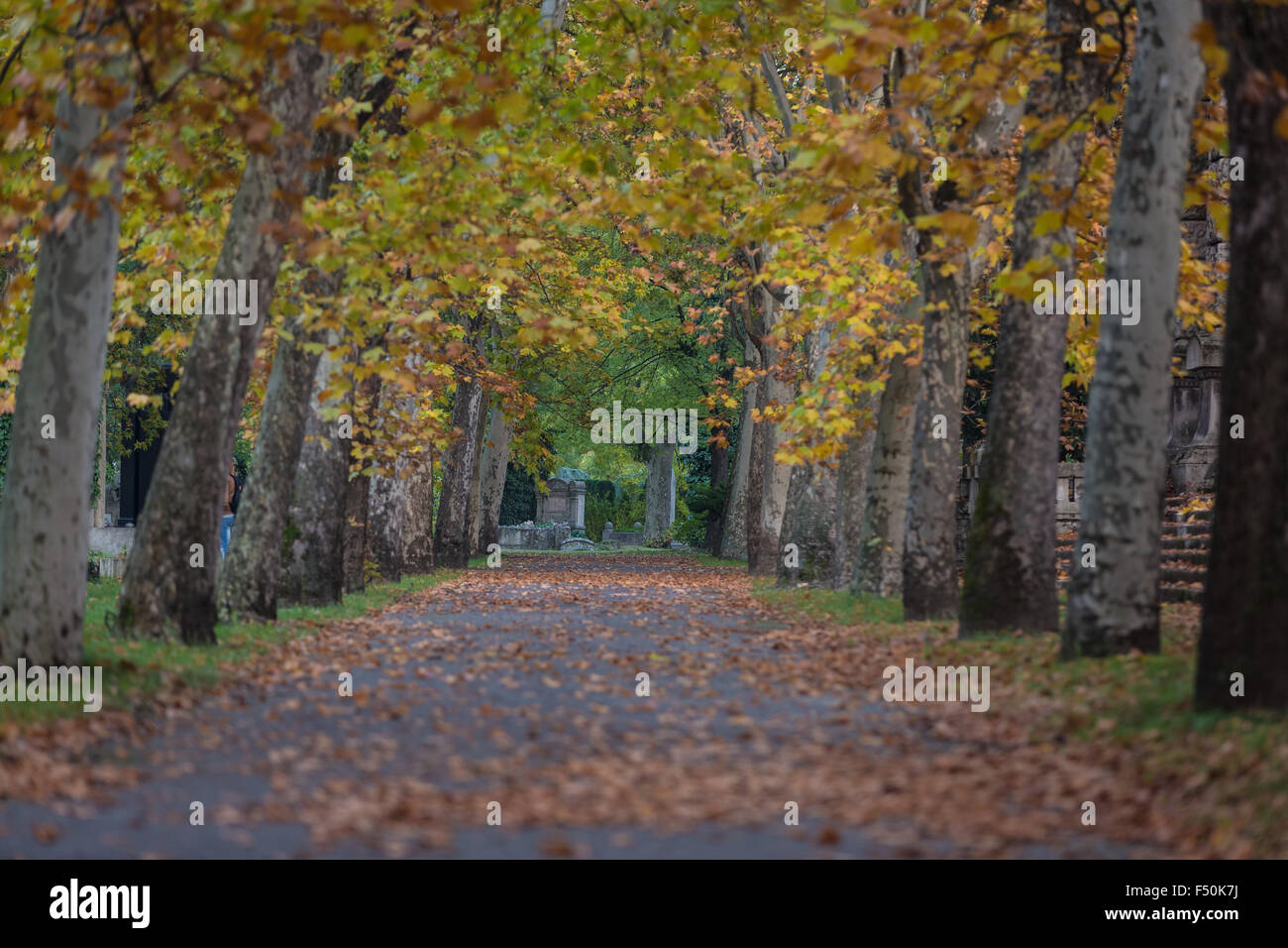 Forest path under beautiful trees during autumn Stock Photo - Alamy
