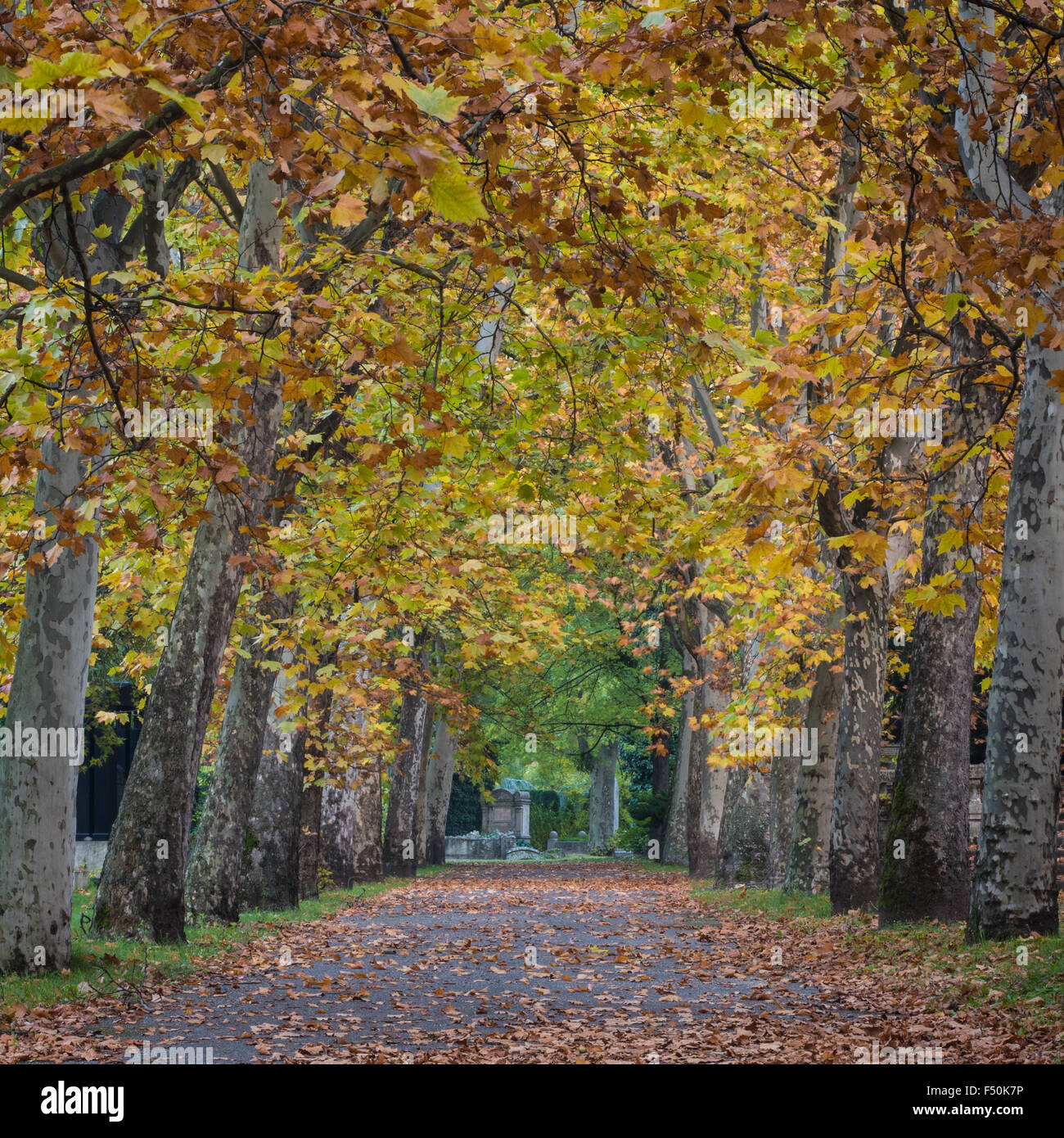 Forest path under beautiful trees during autumn Stock Photo - Alamy
