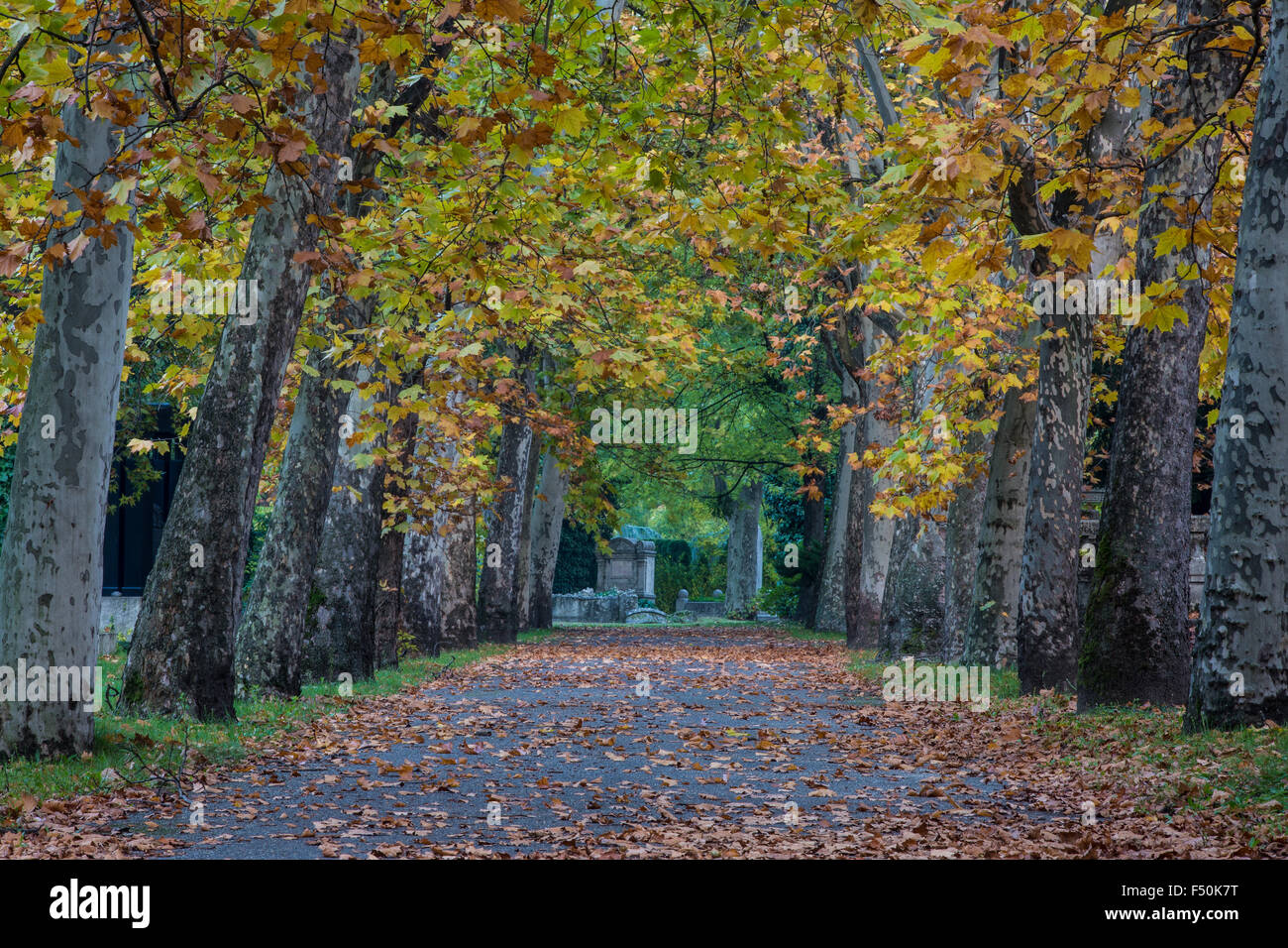 Forest path under beautiful trees during autumn Stock Photo - Alamy
