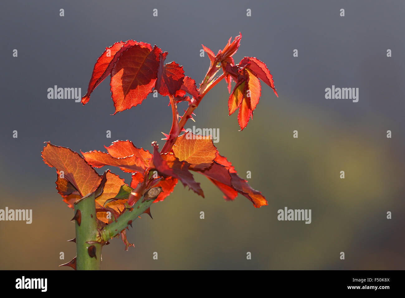 Rose Bush Stems High Resolution Stock Photography and Images - Alamy