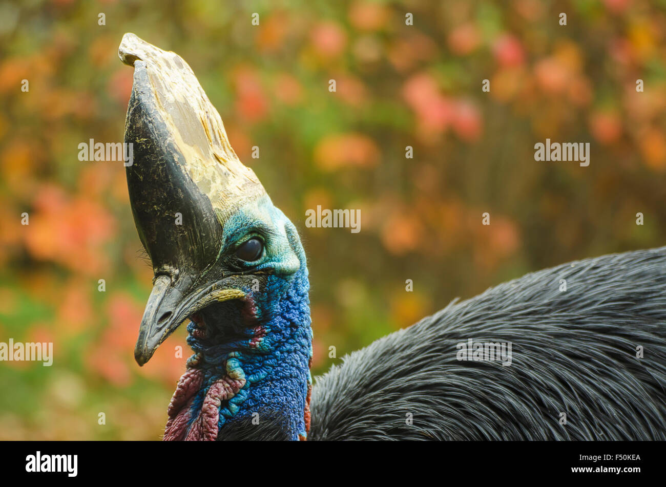 Southern cassowary bird Stock Photo - Alamy