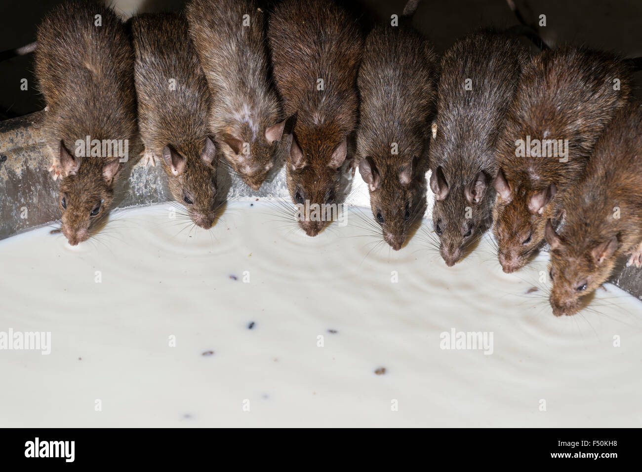 More than 20.000 holy rats are living at Karni Mata Temple, a famous ...