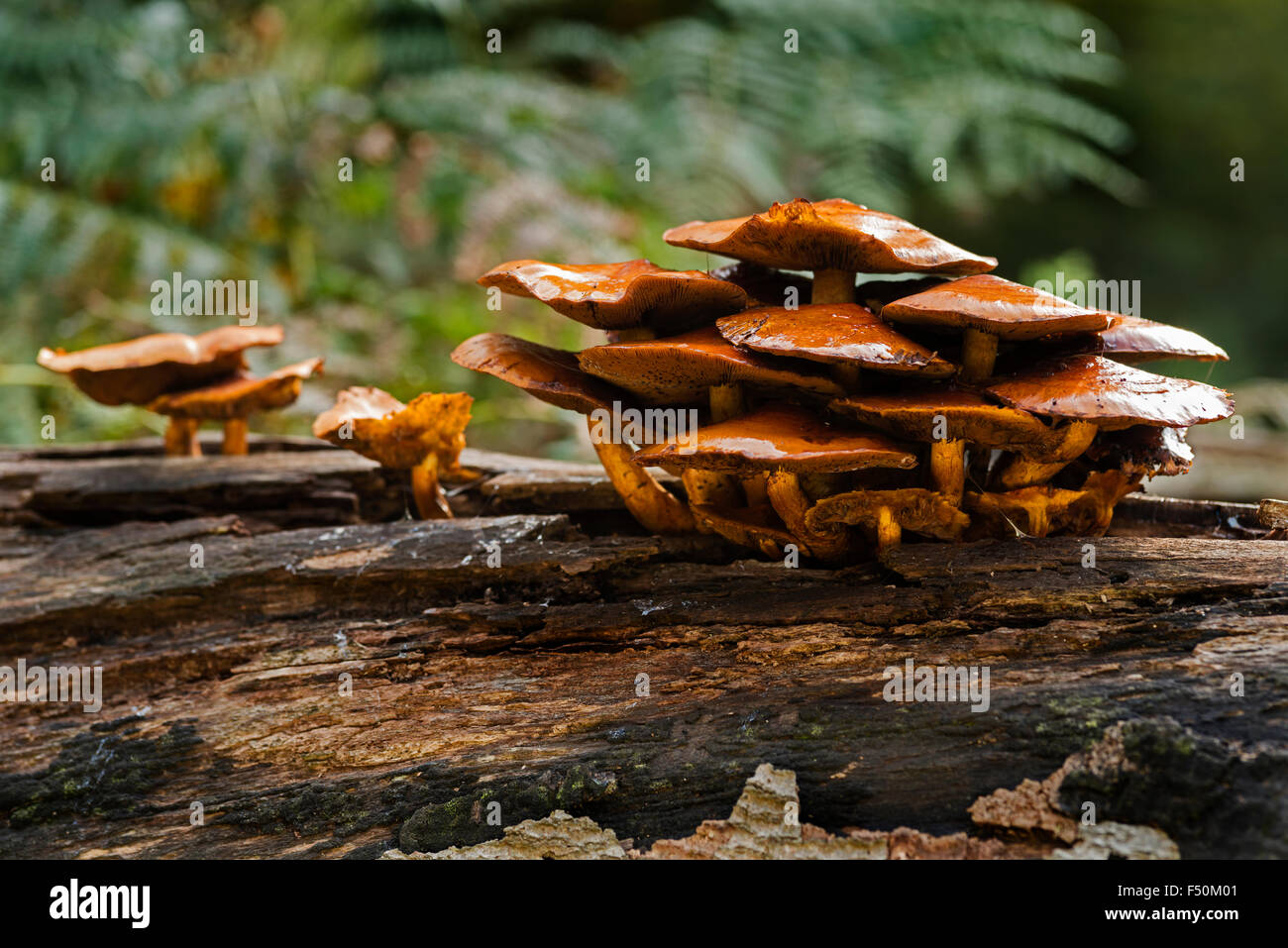 Velvet Shank Flammulina velutipes Stock Photo - Alamy