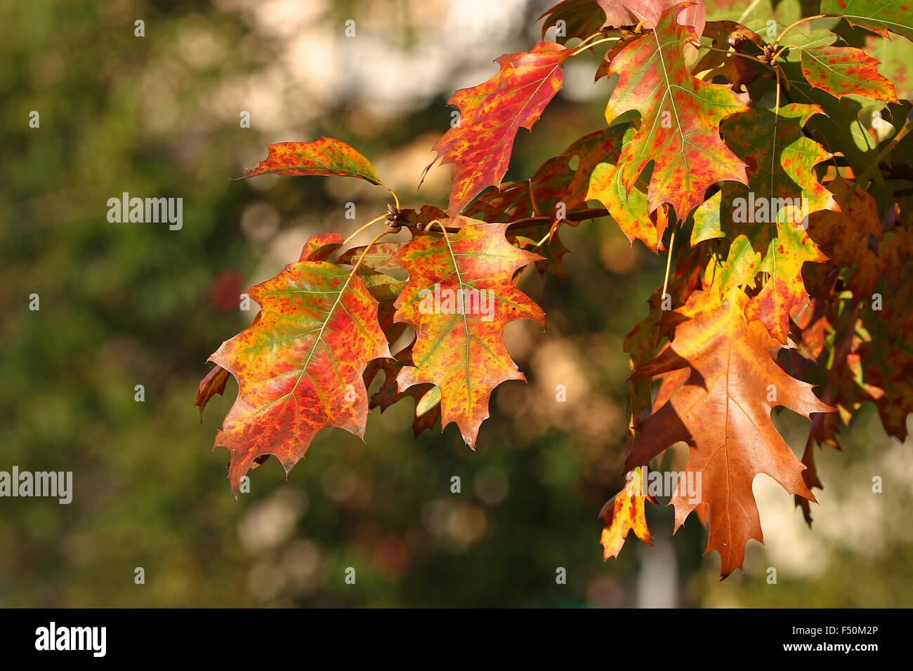 Fall autumn leaf hi-res stock photography and images - Alamy