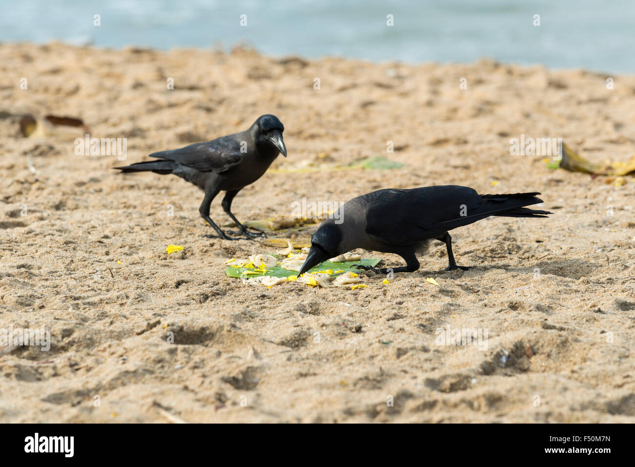 Two crows are eating offerings on the beach as part of the Veli ...
