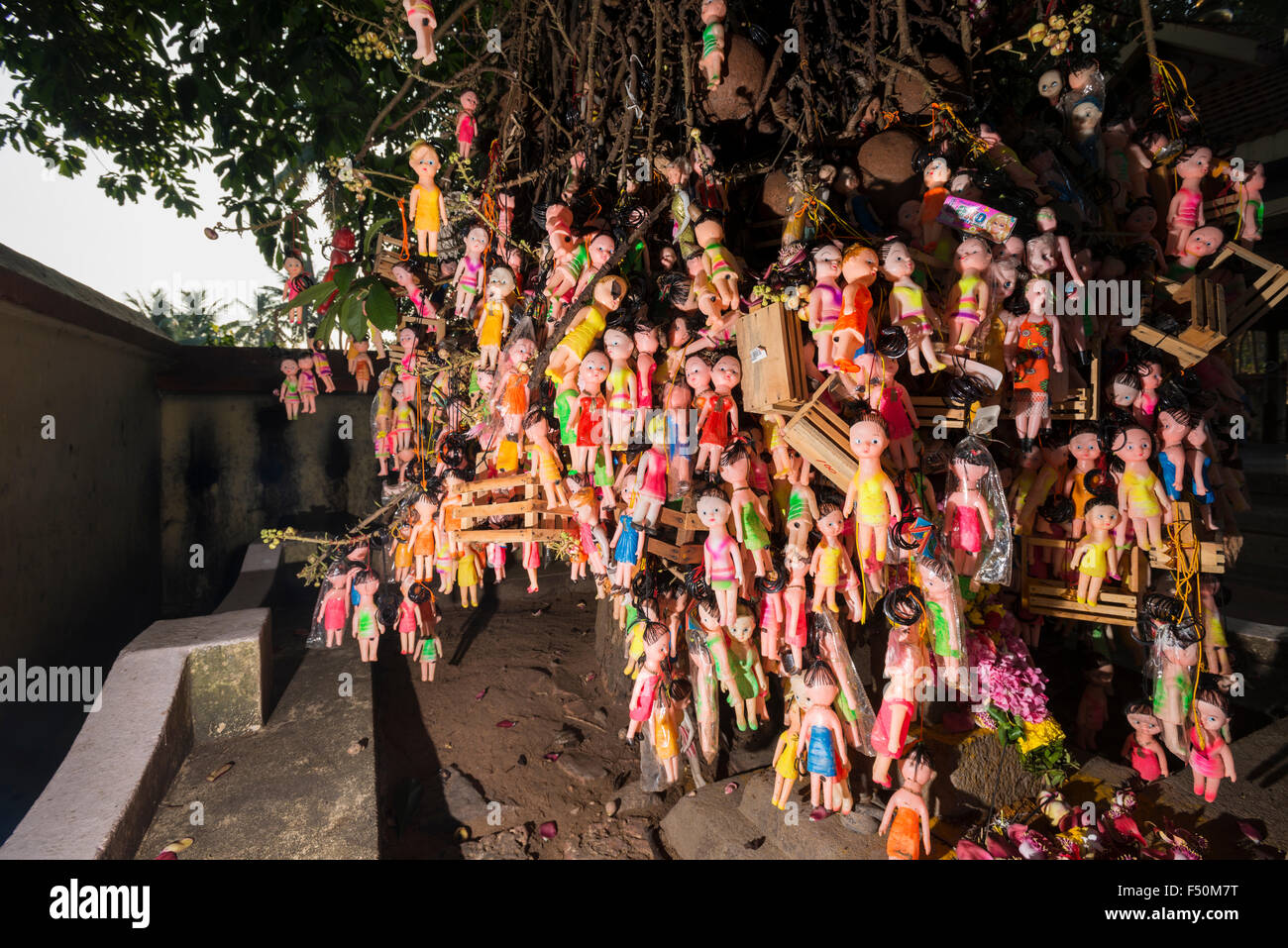 Many dolls are hanging in a tree at Janardanaswamy Temple as offering ...