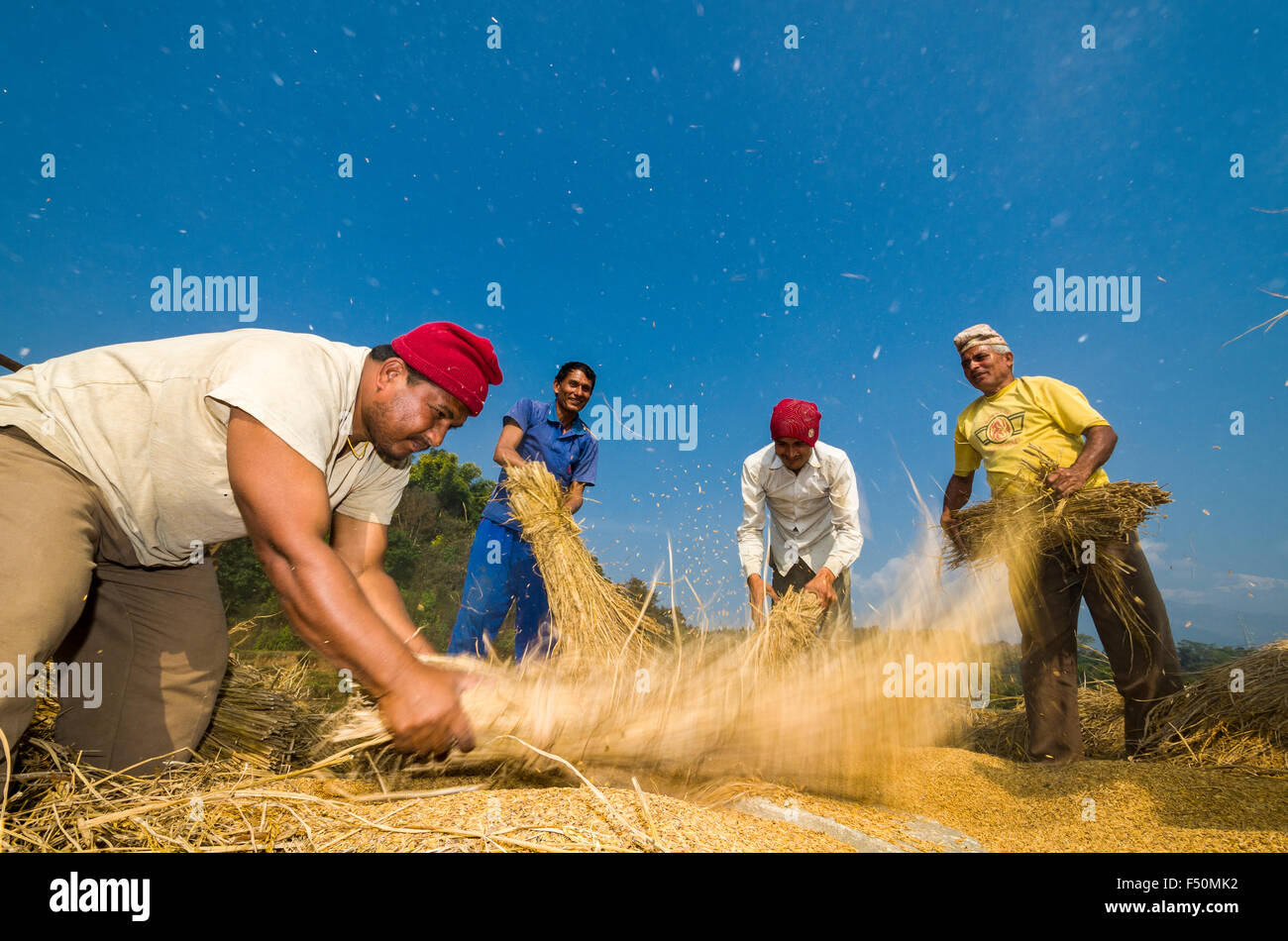 Harvesting crops hi-res stock photography and images - Alamy