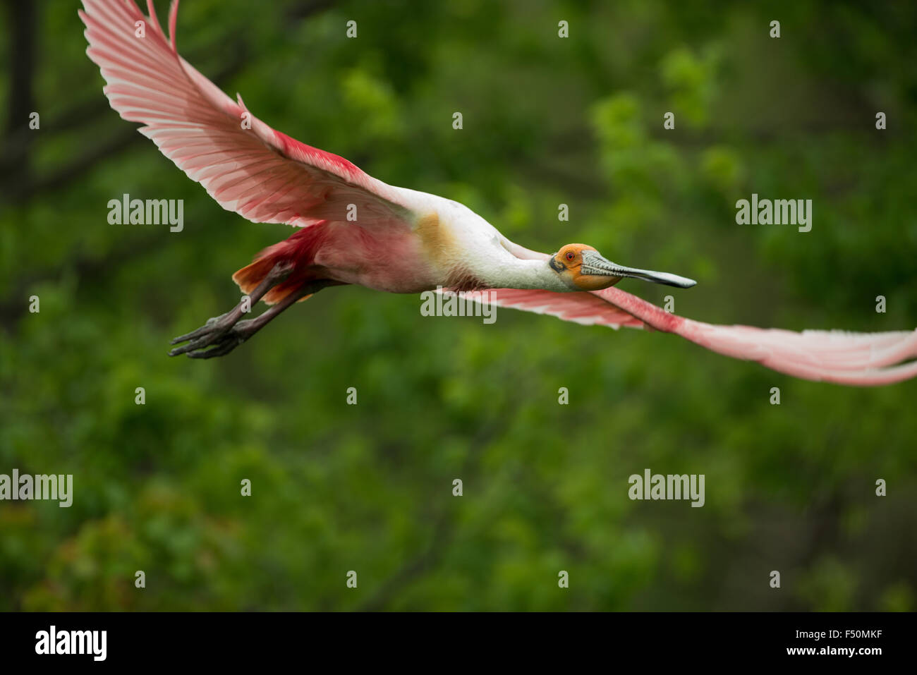 Roseate Spoonbill in Flight Stock Photo - Alamy