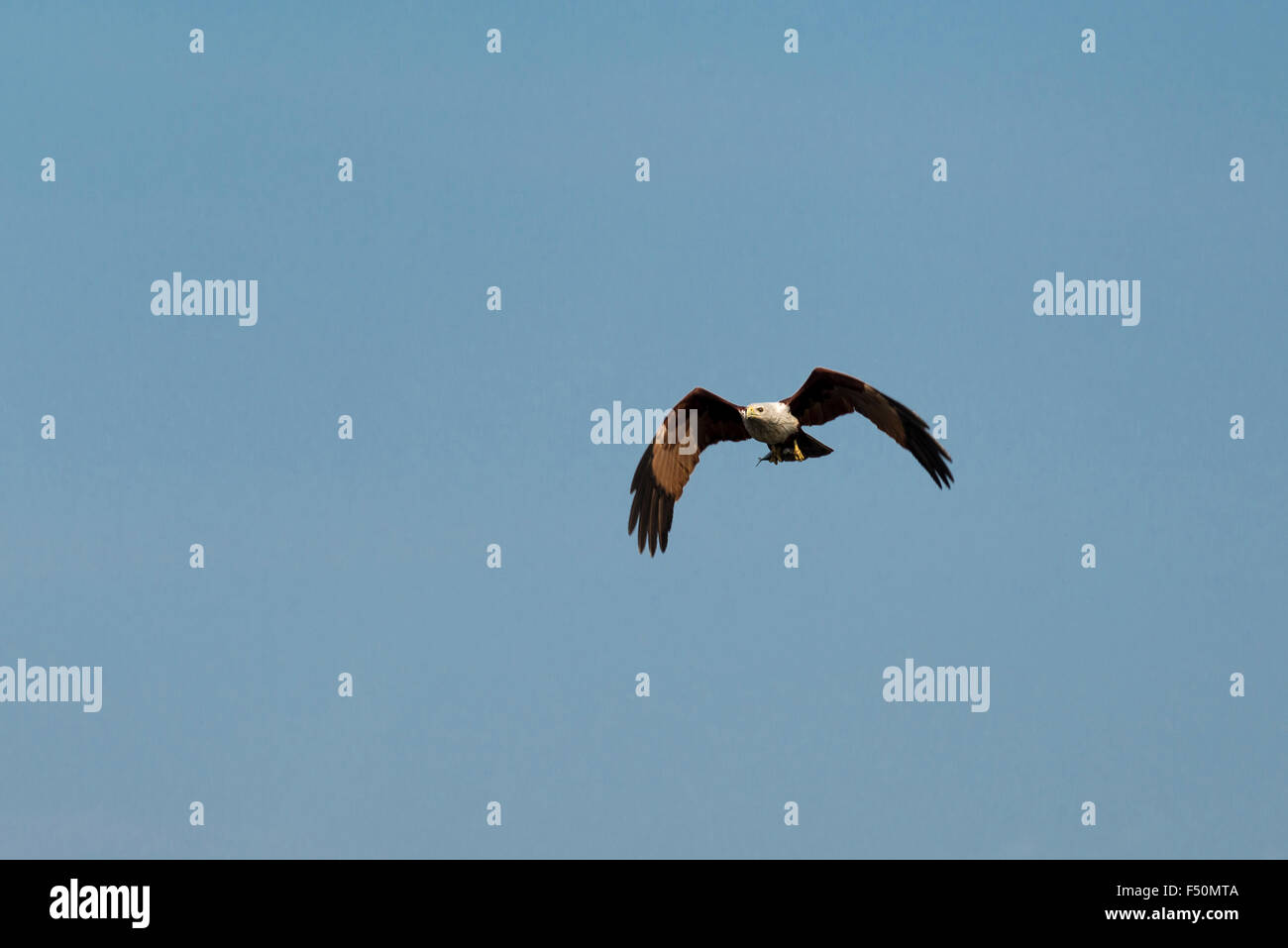 A White-bellied Sea Eagle (Haliaeetus leucogaster) cought a fish in a ...