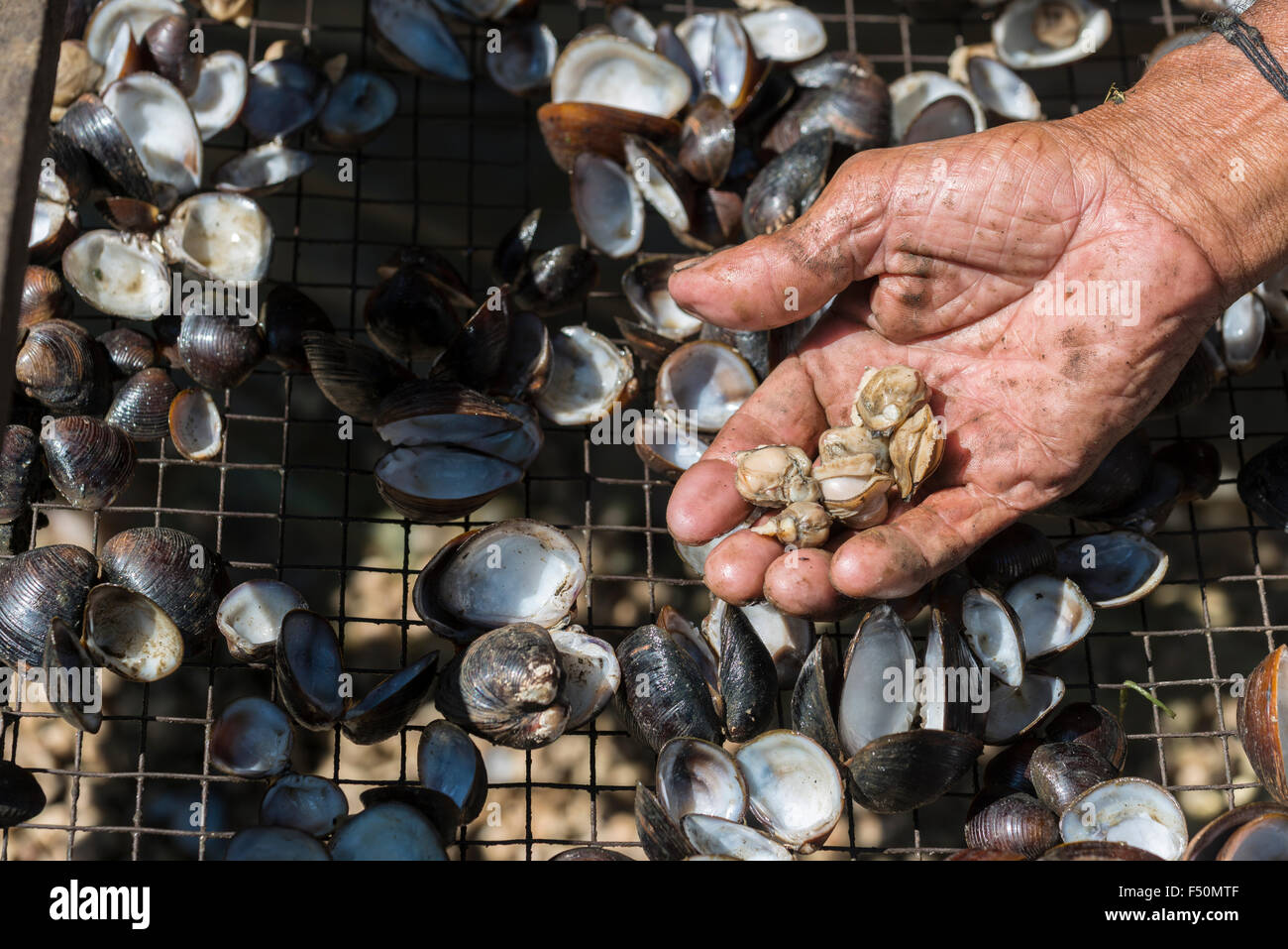 Mussels man hi-res stock photography and images - Alamy