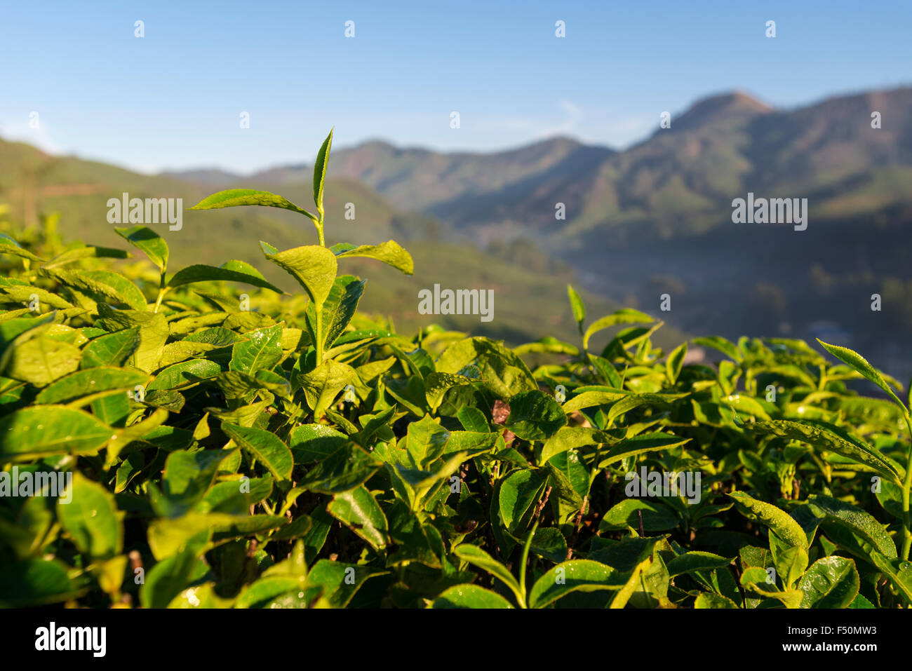 Landscape with green tea bushes and blue sky, situated around 1600 m ...