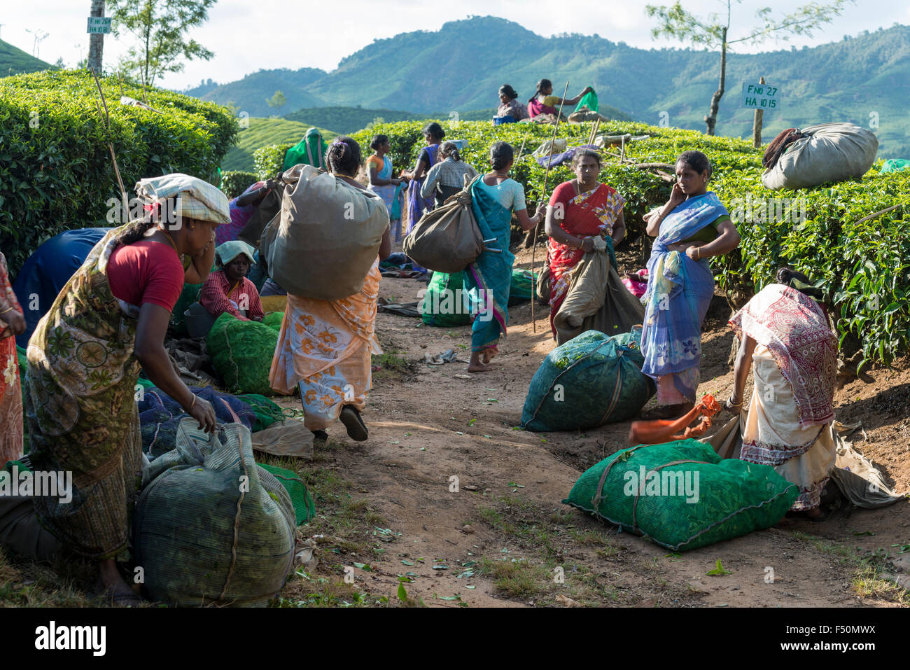 Tea pluckers gather at the scale station to weight the plucked tea ...