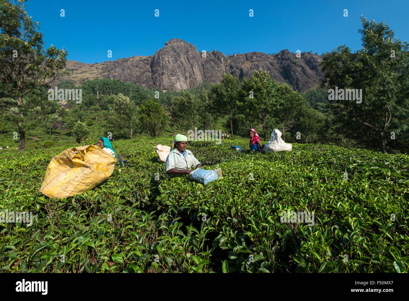 Plucking Tea High Resolution Stock Photography and Images - Alamy