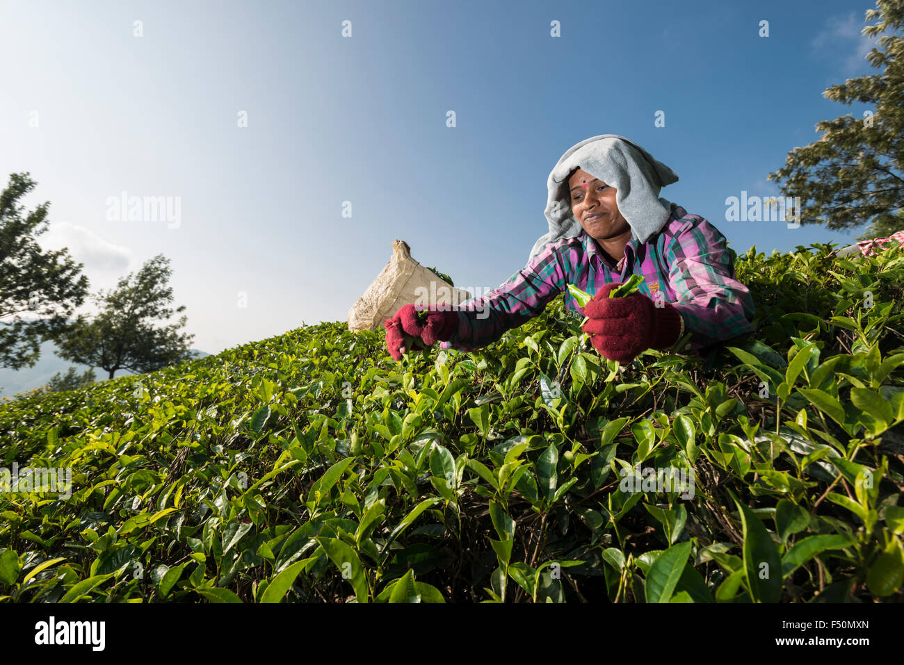 A female tea plucker is plucking tea leafs by hand, situated around ...