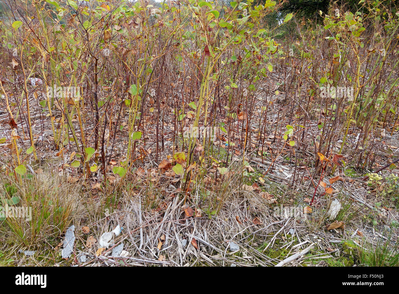 Japanese Knotweed that has been treated to eradicate this invasive ...