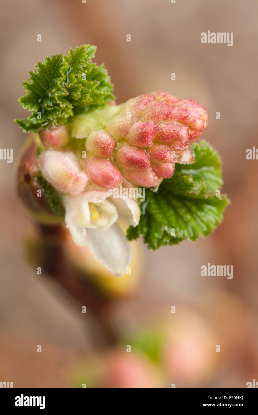 Closeup of red flowering currant flower buds just beginning to open ...