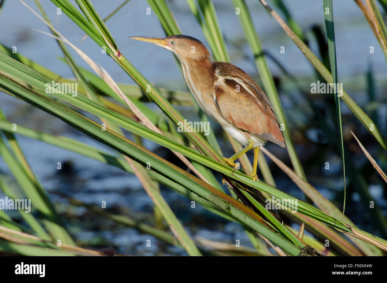 Least bittern hi-res stock photography and images - Alamy
