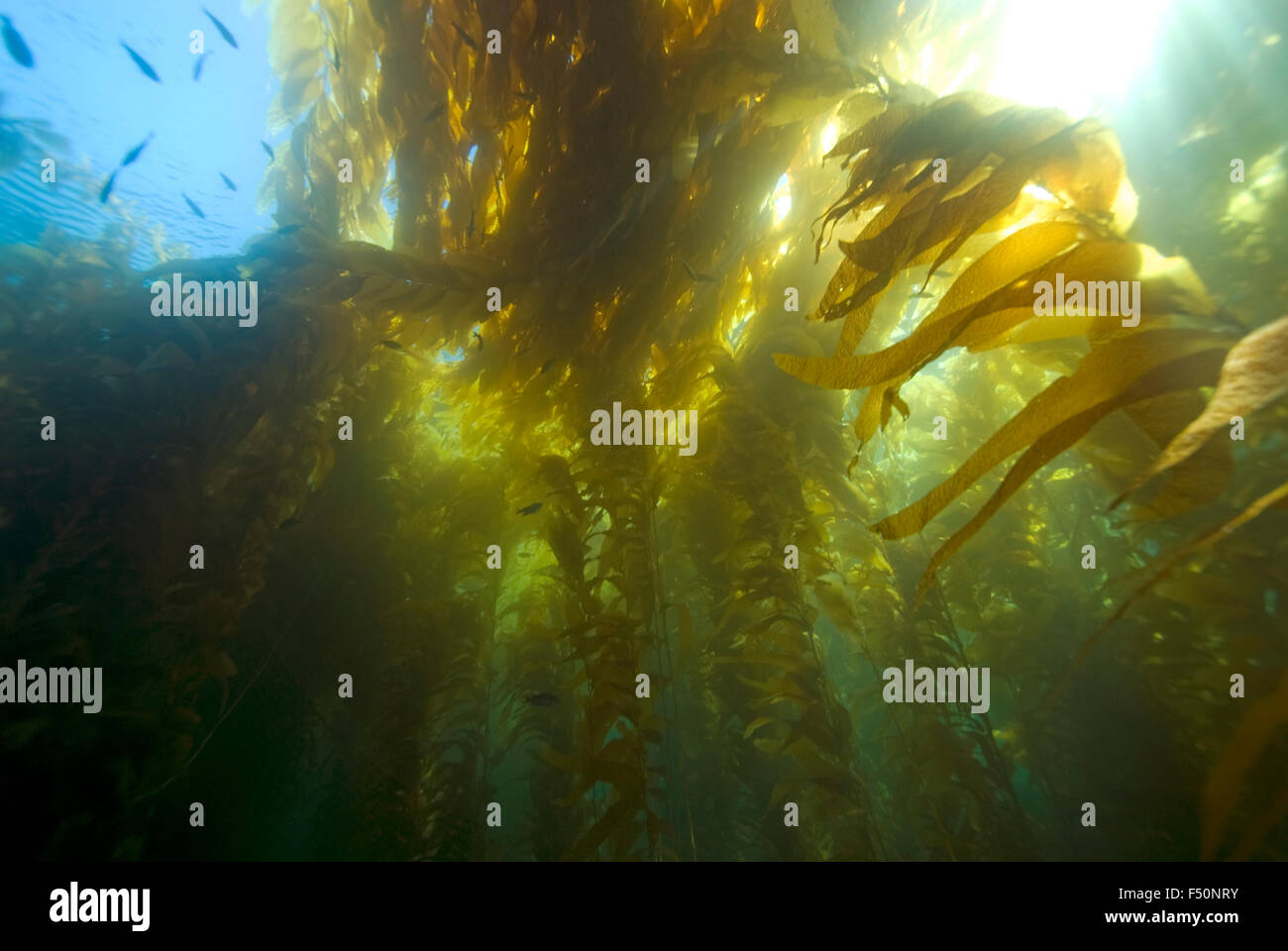 Seaweed kelp forest underwater at Catalina Island, California reef ...
