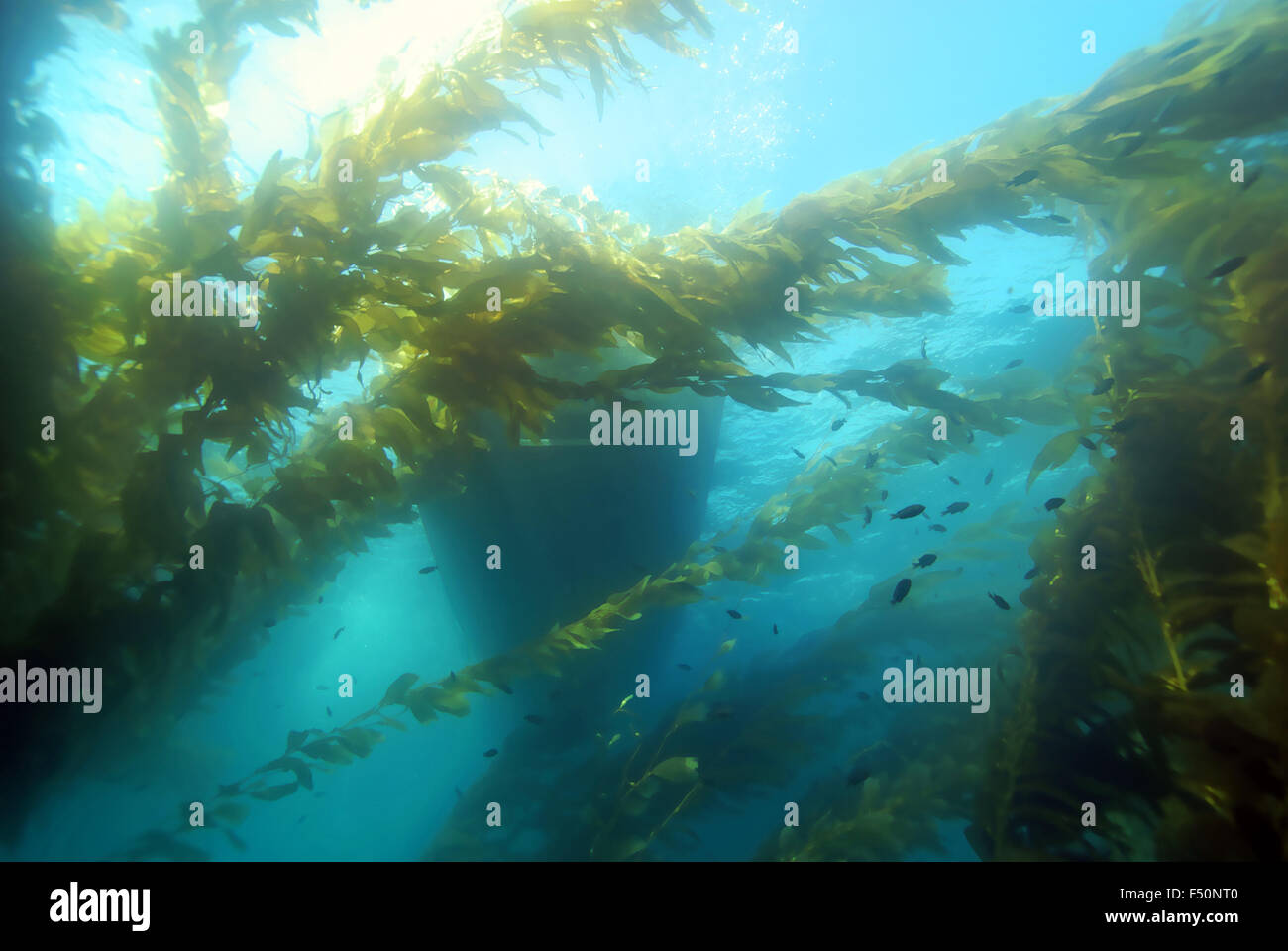 Seaweed kelp forest underwater with boat floating at Catalina Island ...