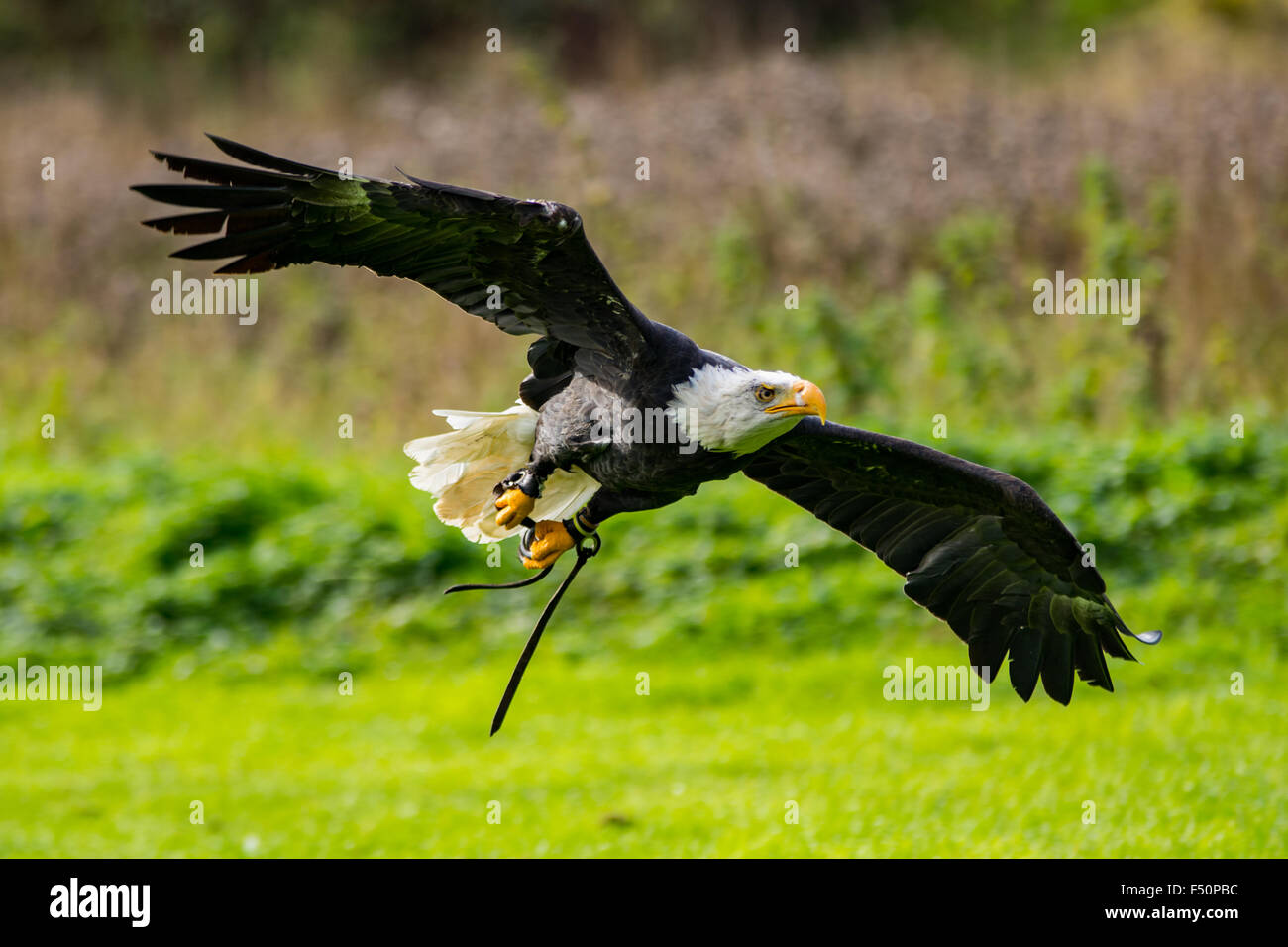 Bald eagle talons close up hi-res stock photography and images - Alamy