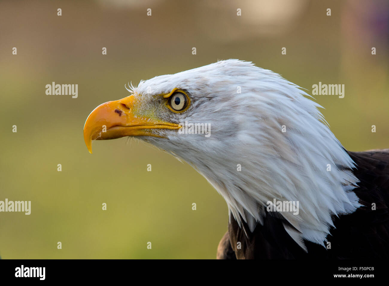 Bald eagle talons close up hi-res stock photography and images - Alamy