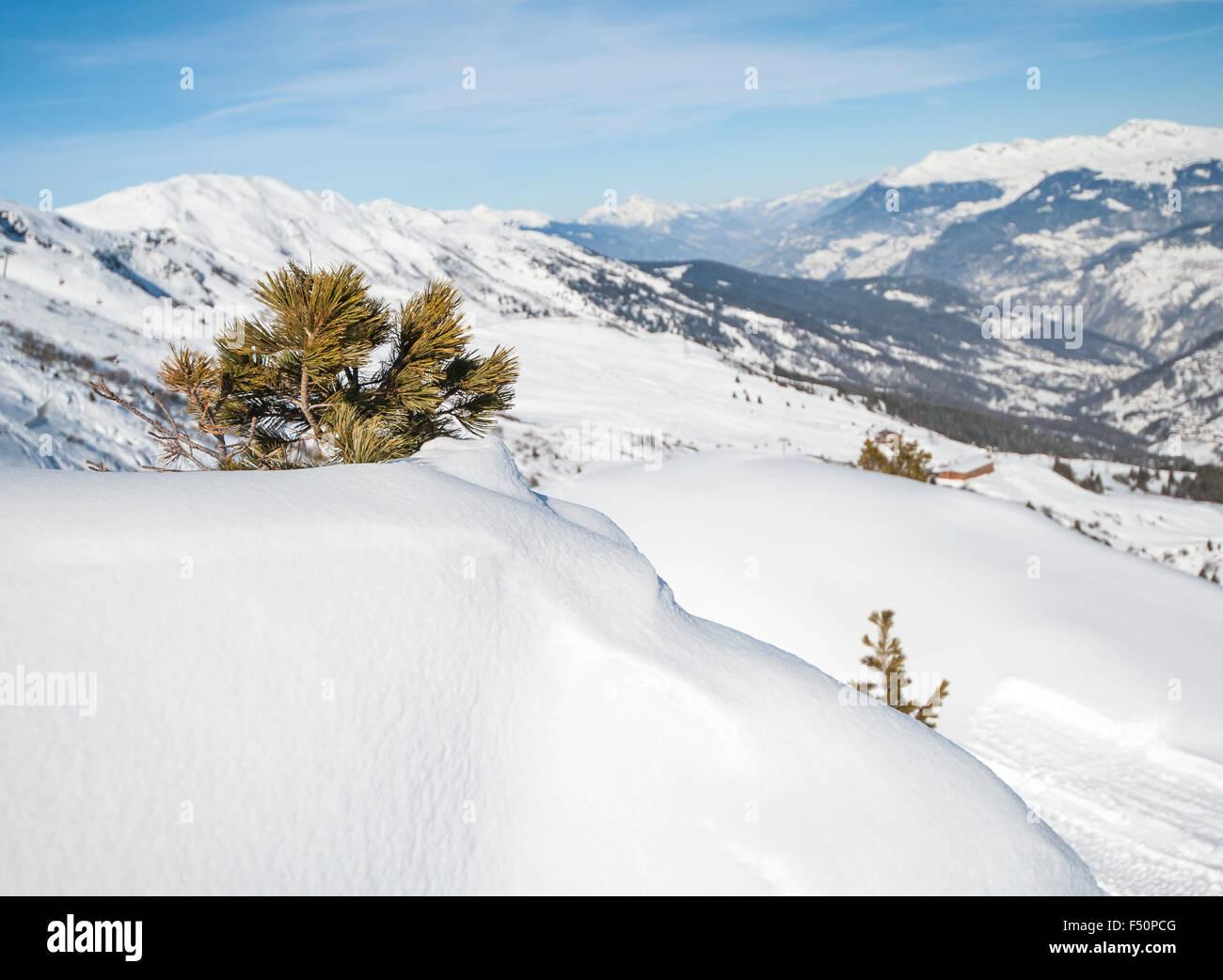 Panoramic view over a snow covered slope with a young sapling conifer ...