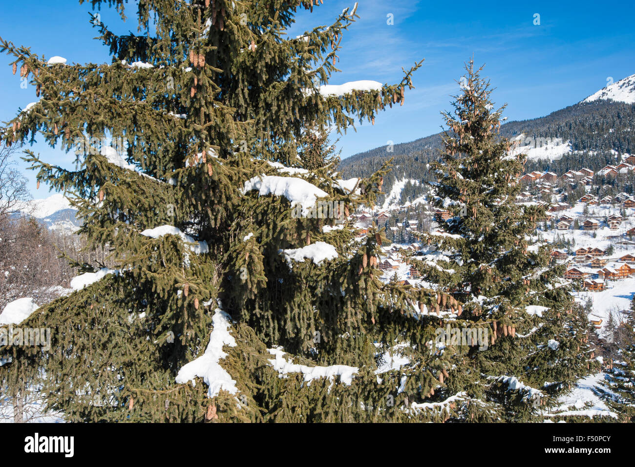 Panoramic view over a snow covered alpine mountain slope with a conifer ...