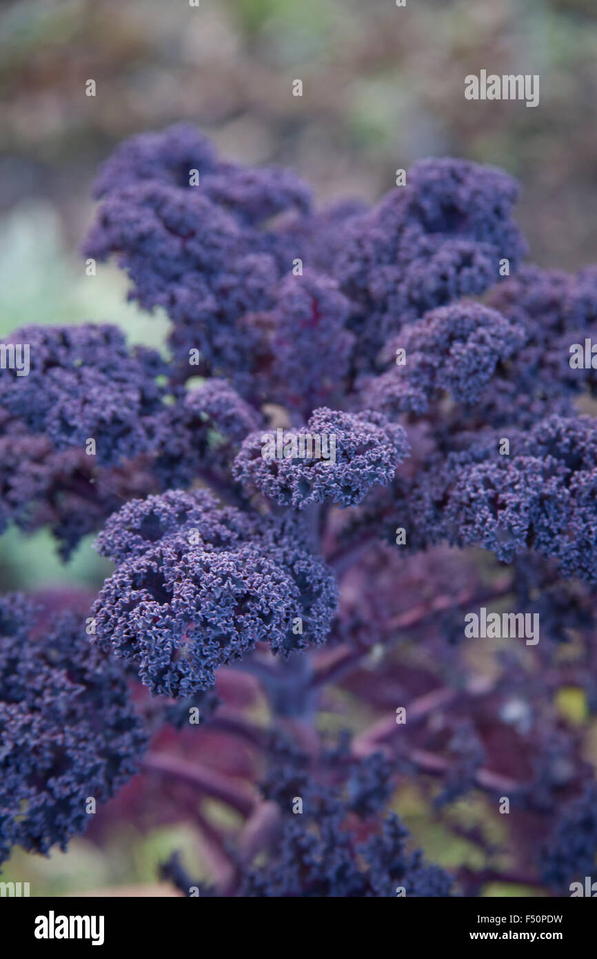 Borecole Kale, F1 Redbor variety growing in an Irish garden Stock Photo ...