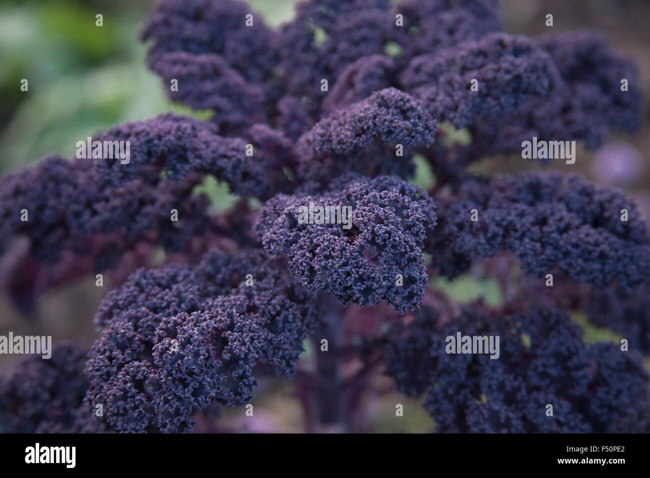 Borecole Kale, F1 Redbor variety growing in an Irish garden Stock Photo ...