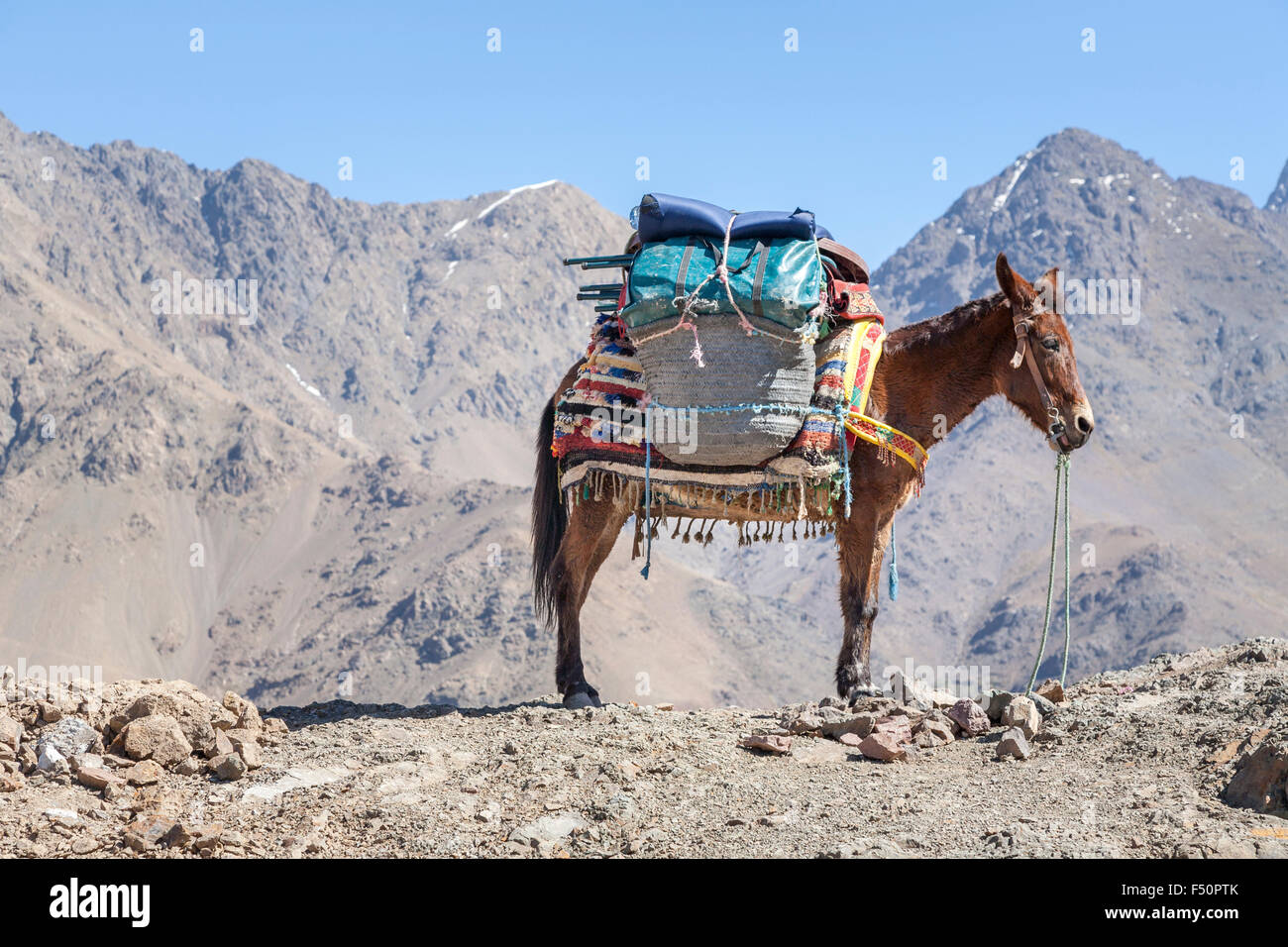 A heavily laden Berber mule pack animal standing on a mountain path in ...