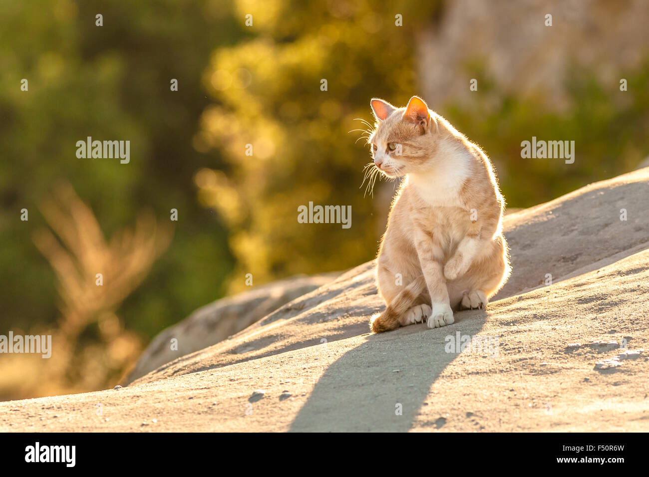 Standing european cat hi-res stock photography and images - Alamy