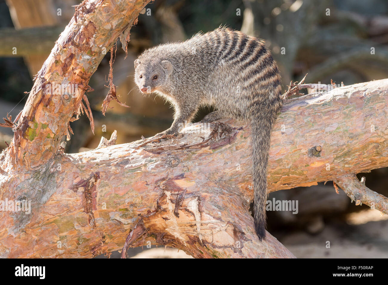 A Banded Mongoose (Mungos mungo) is sitting on a tree Stock Photo - Alamy
