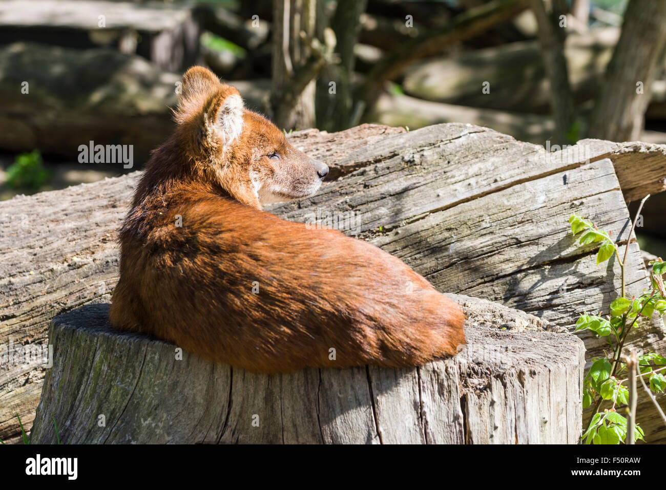 A Dhole (Cuon alpinus lepturus) is sitting on a tree Stock Photo - Alamy