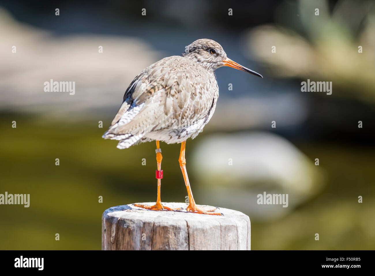 A Redshank (Tringa totanus) is standing on a tree Stock Photo - Alamy