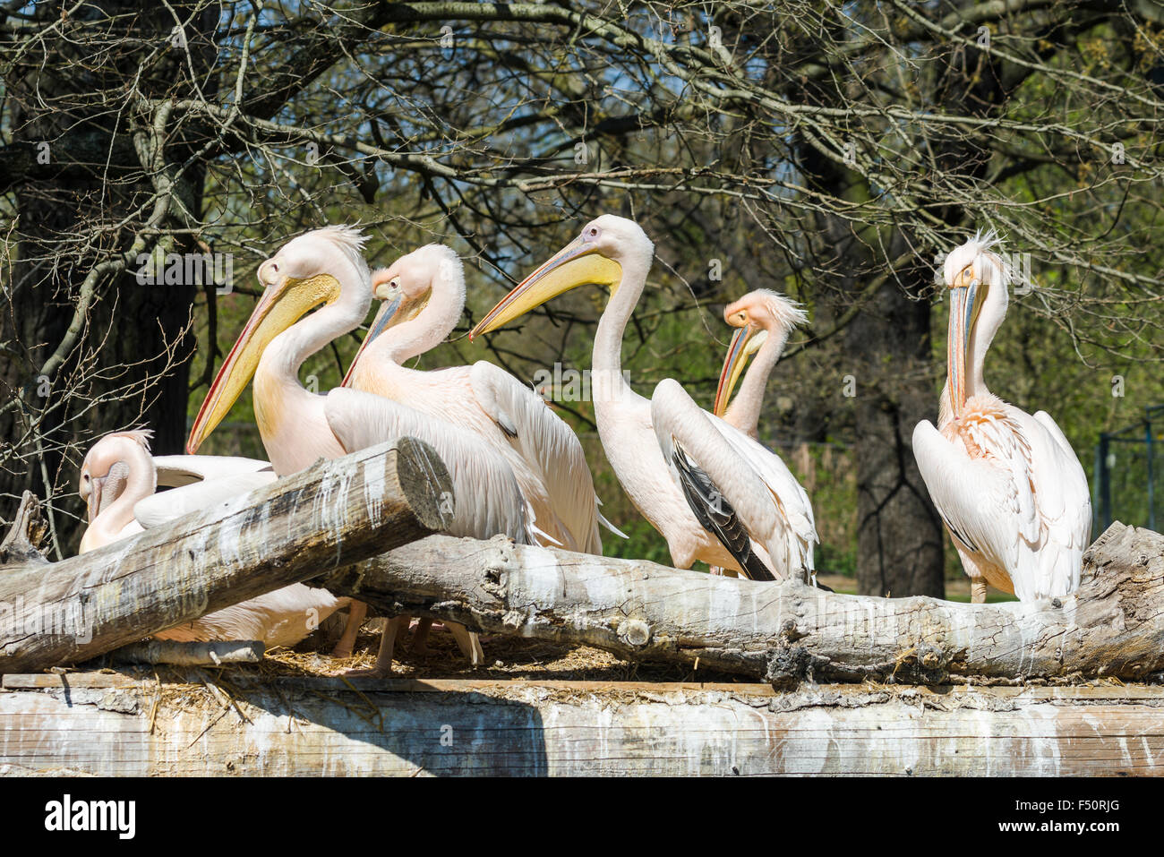 A group of Great White Pelicanes (Pelecanus onocrotalus) is sitting on ...