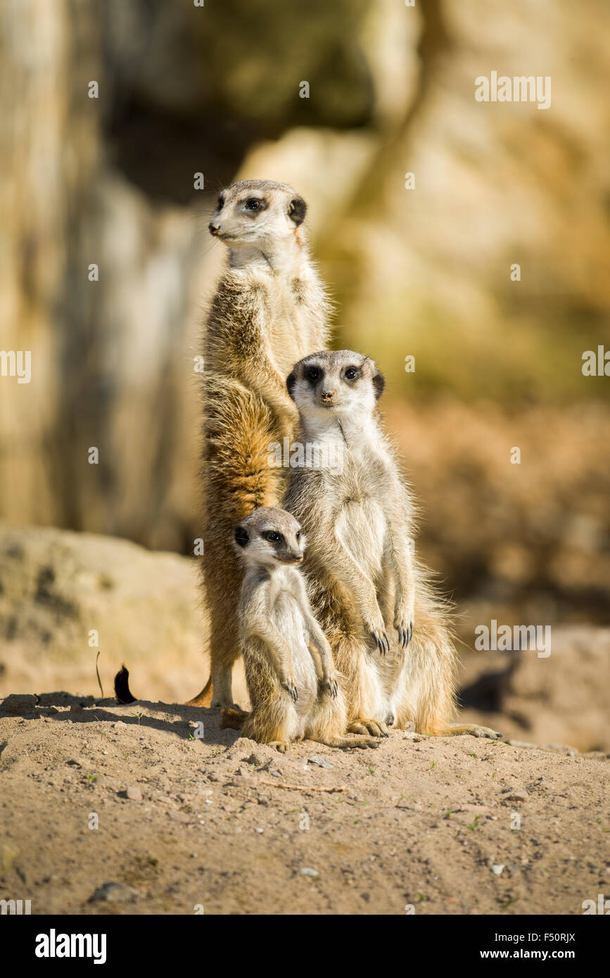 A Meerkat (Suricata suricatta) family, the male is standing, the female ...