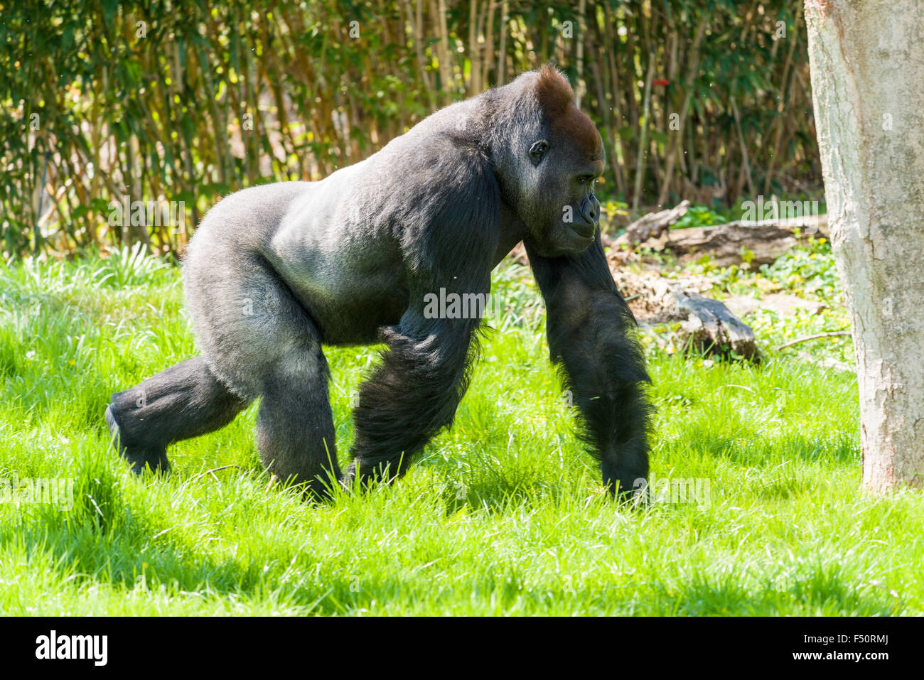 Silverback Male High Resolution Stock Photography and Images - Alamy