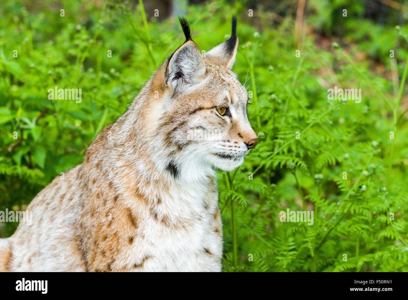 A young female European Lynx (Lynx lynx) is peering out of the thicket ...