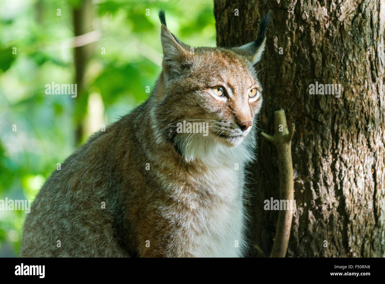 A male European Lynx (Lynx lynx) is peering out of the thicket Stock ...