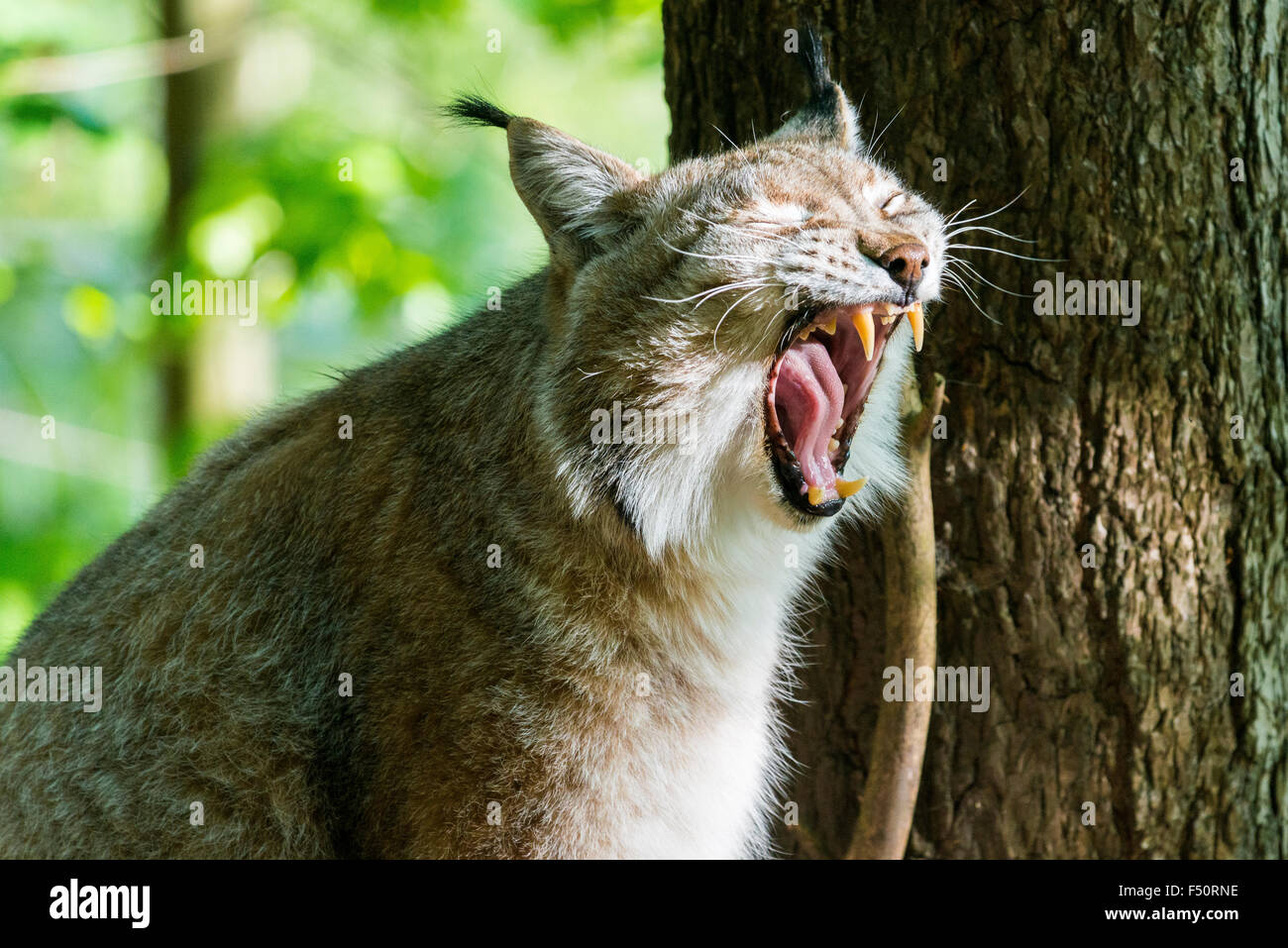 A male European Lynx (Lynx lynx) is yawning, the mouth is wide open ...