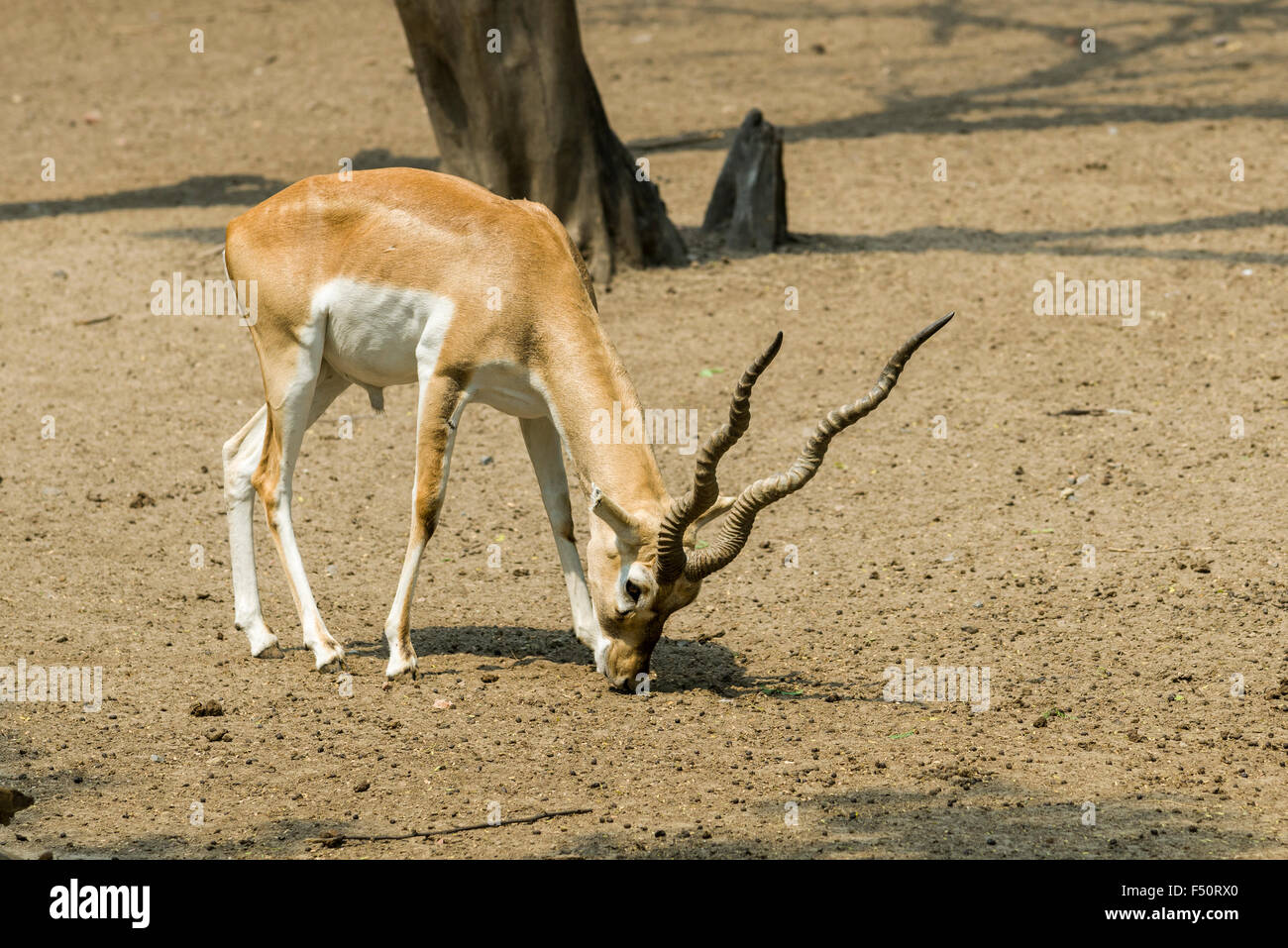 A male Black Buck (Antilope cervicarpa) is grazing for food in the zoo ...