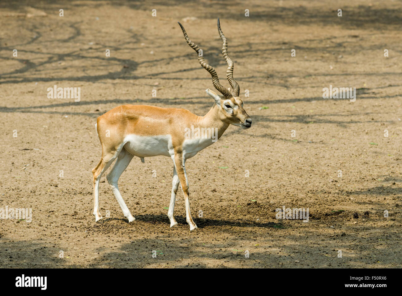 A male Black Buck (Antilope cervicarpa) is standing and watching in the ...
