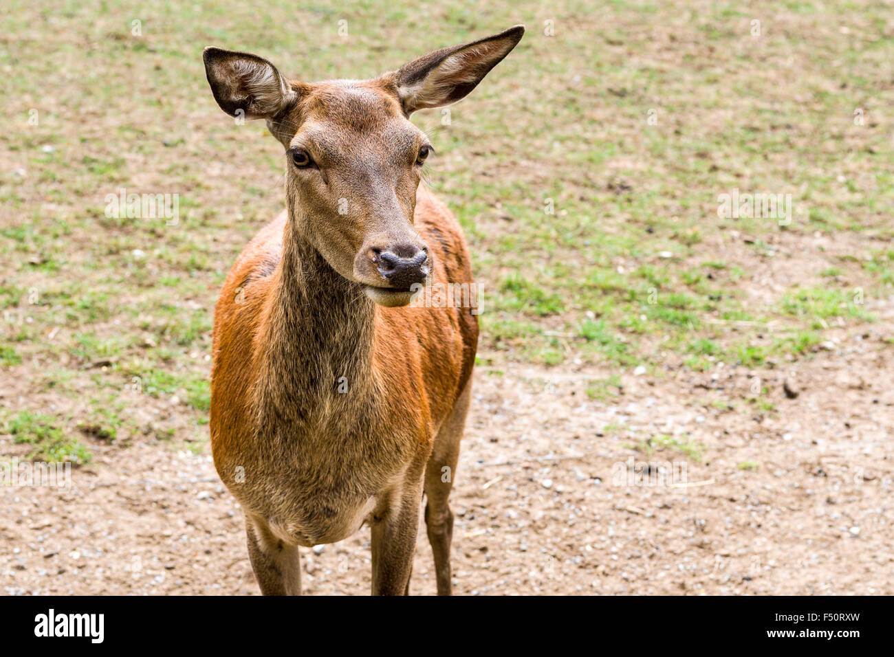 A portrait of a female Red deer (Cervus elaphus Stock Photo - Alamy