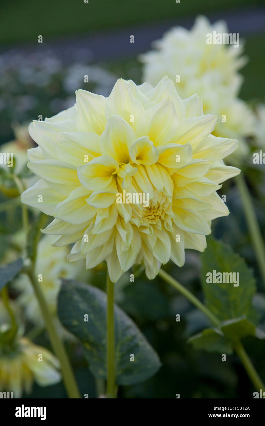 Yellow Dahlia flowers, Ballycoolin Yellow variety, growing in an Irish ...