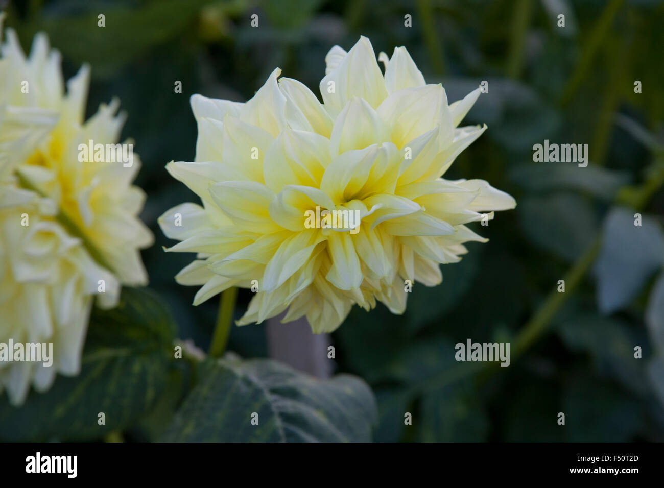 Yellow Dahlia flowers, Ballycoolin Yellow variety, growing in an Irish ...
