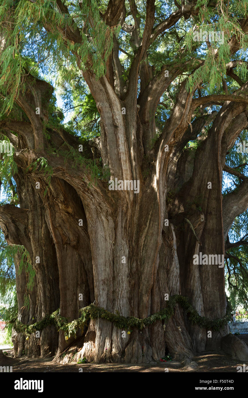 This Tule tree from Santa Maria del Tule, Mexico is one of the oldest ...