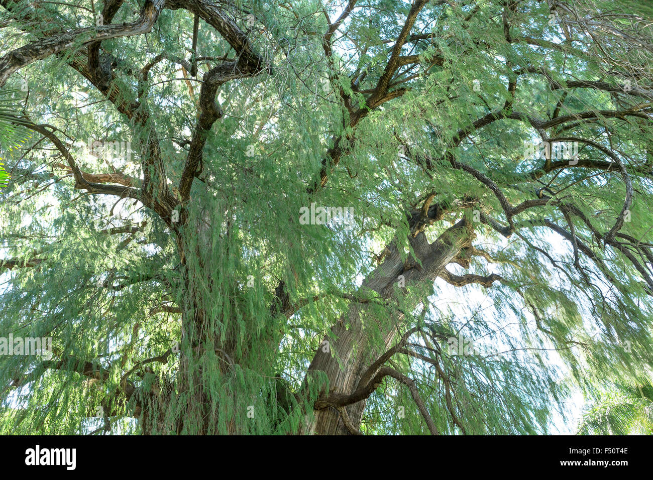 The tule tree hi-res stock photography and images - Alamy